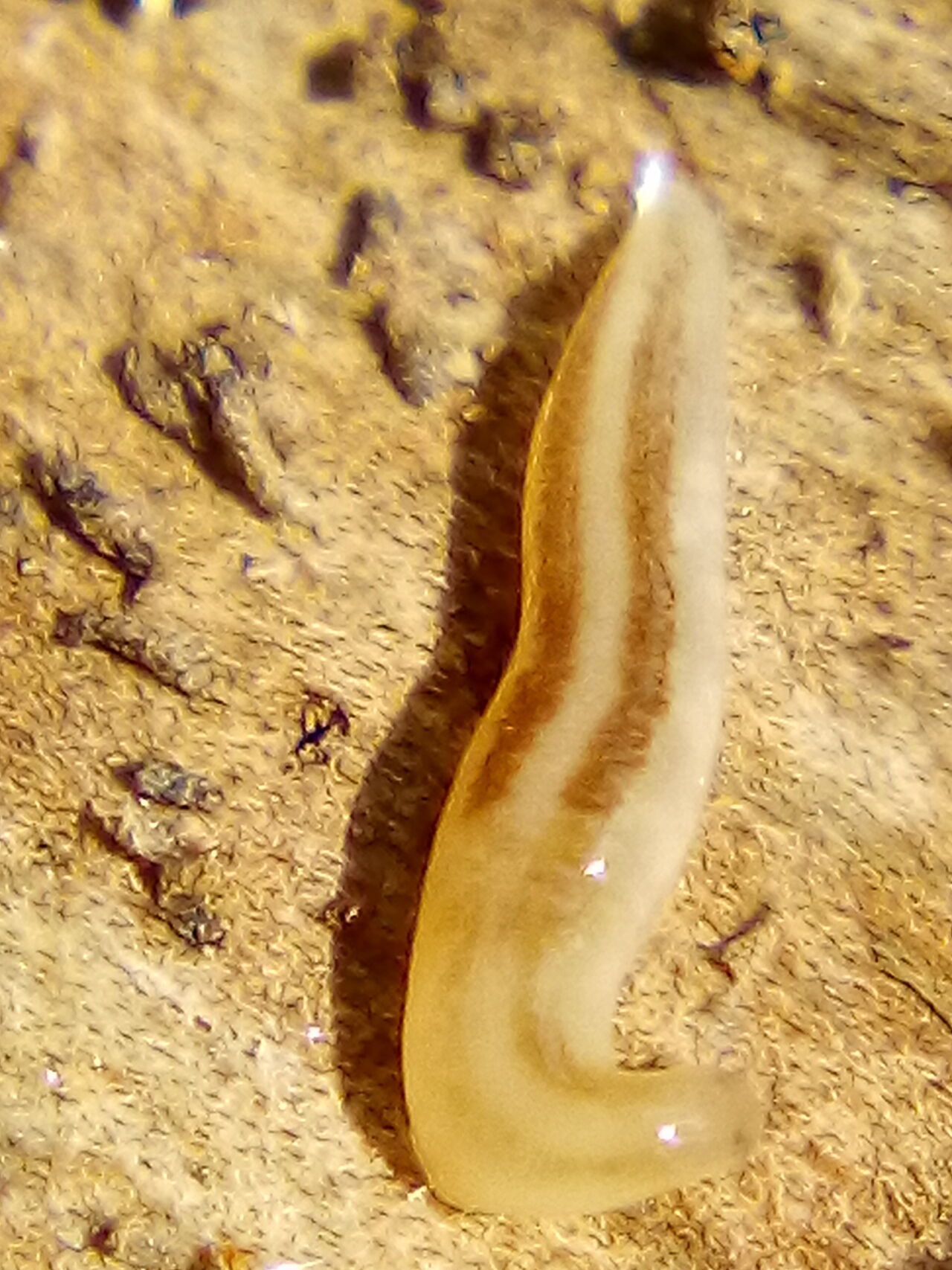 Voor het eerst exotische landsnoerworm gevonden in België: "Moeten we ...