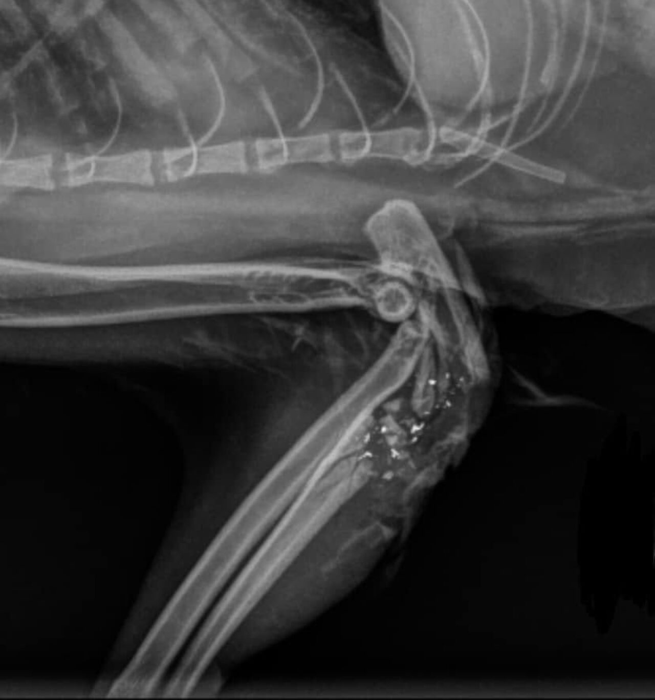 Vrouw uit Kortenberg dient klacht in na vermoedelijk geweerschot op kat ...