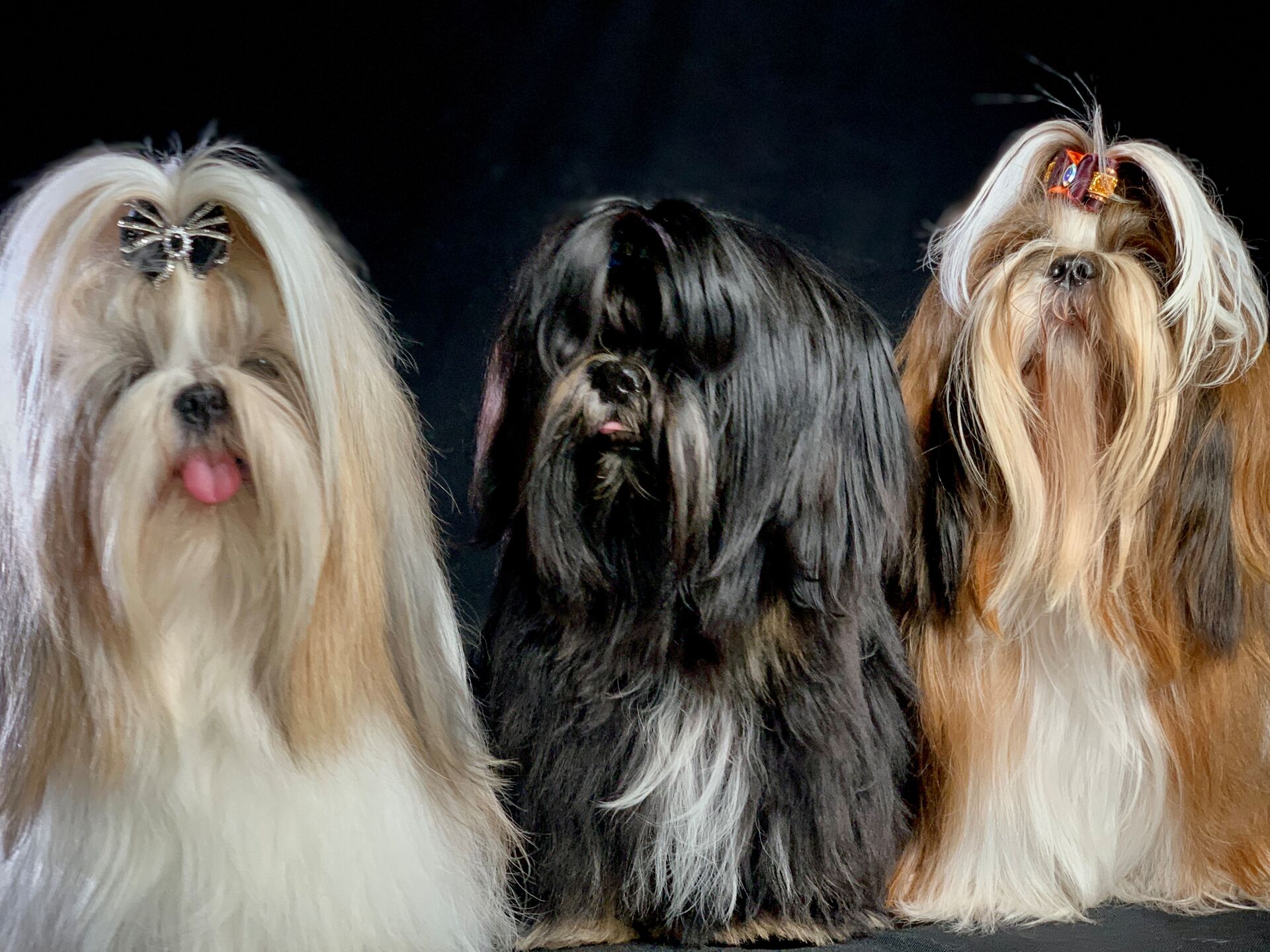 Hoe honden de wereld hebben veroverd | VRT MAX Hoe honden de wereld hebben veroverd | VRT MAX