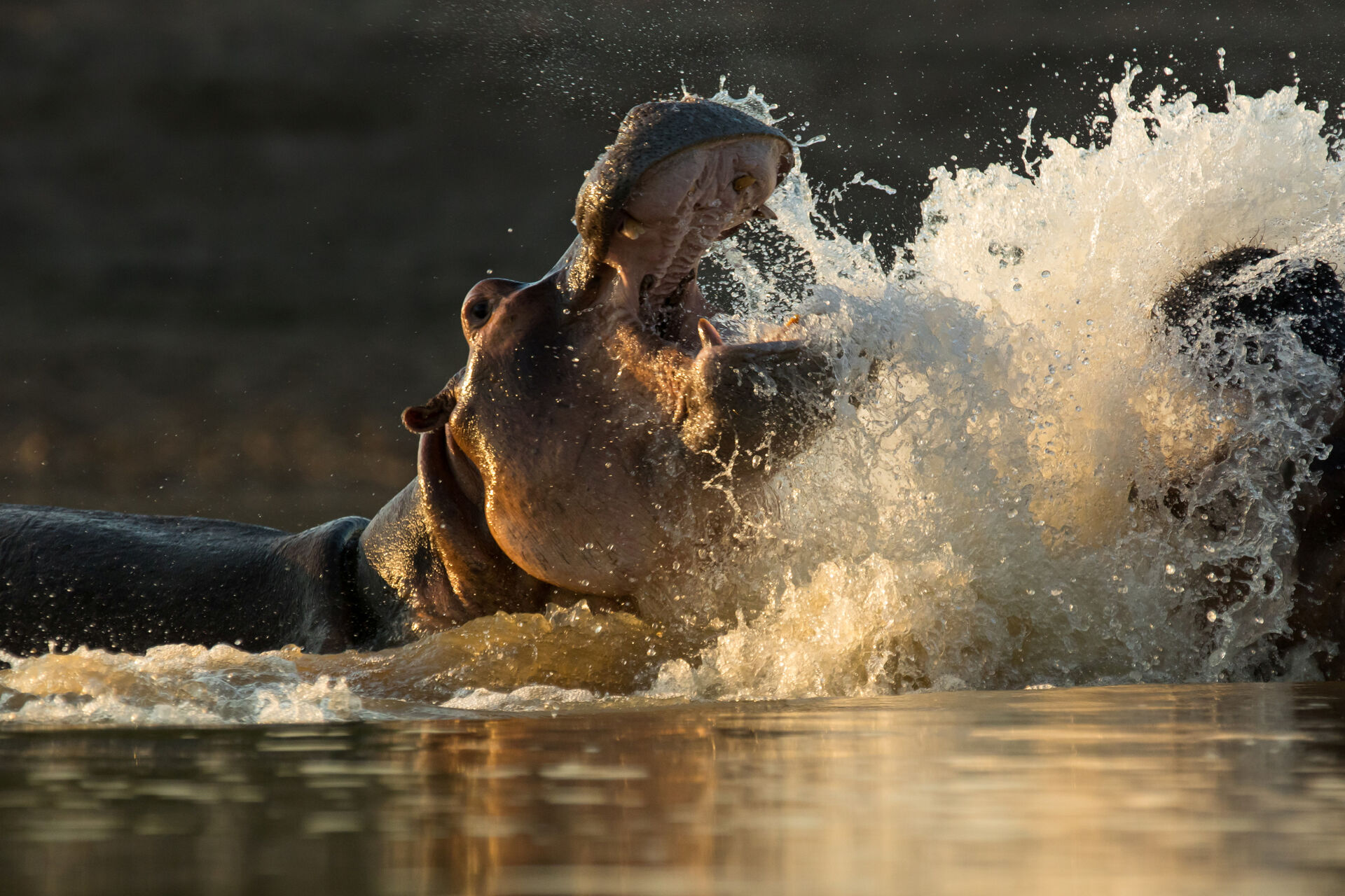 The hippo king | VRT MAX