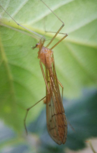 Na 100 jaar weer hangvliegen in België: opeens wordt insect driemaal ...