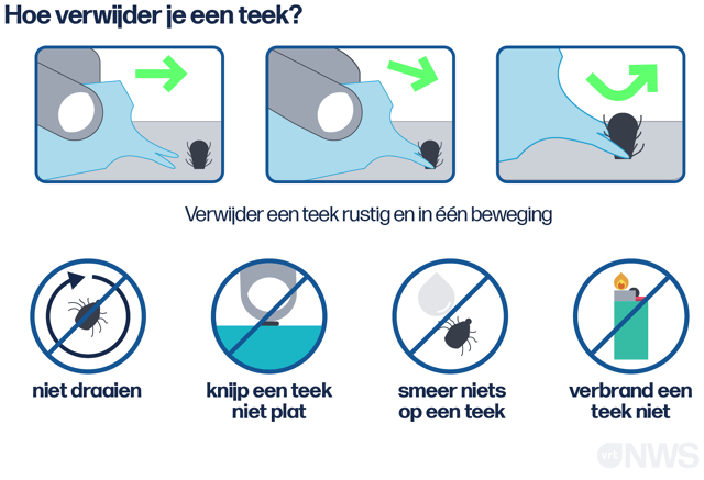 Meer kans op tekenbeten in de tuin dan gedacht: enkele tips om ze op te ...