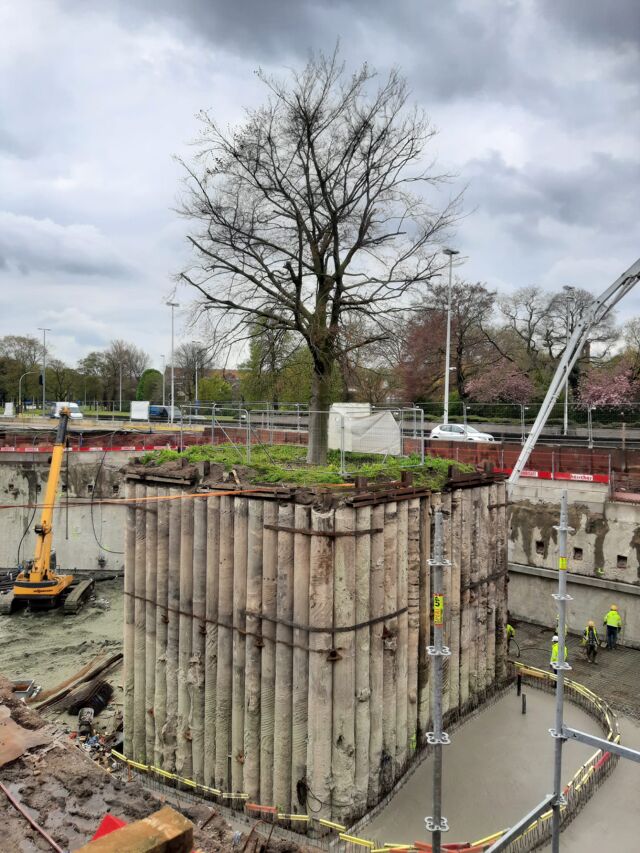 100 jaar oude beuk blijft staan op 't Zand in Brugge: "Pak extra kosten ...
