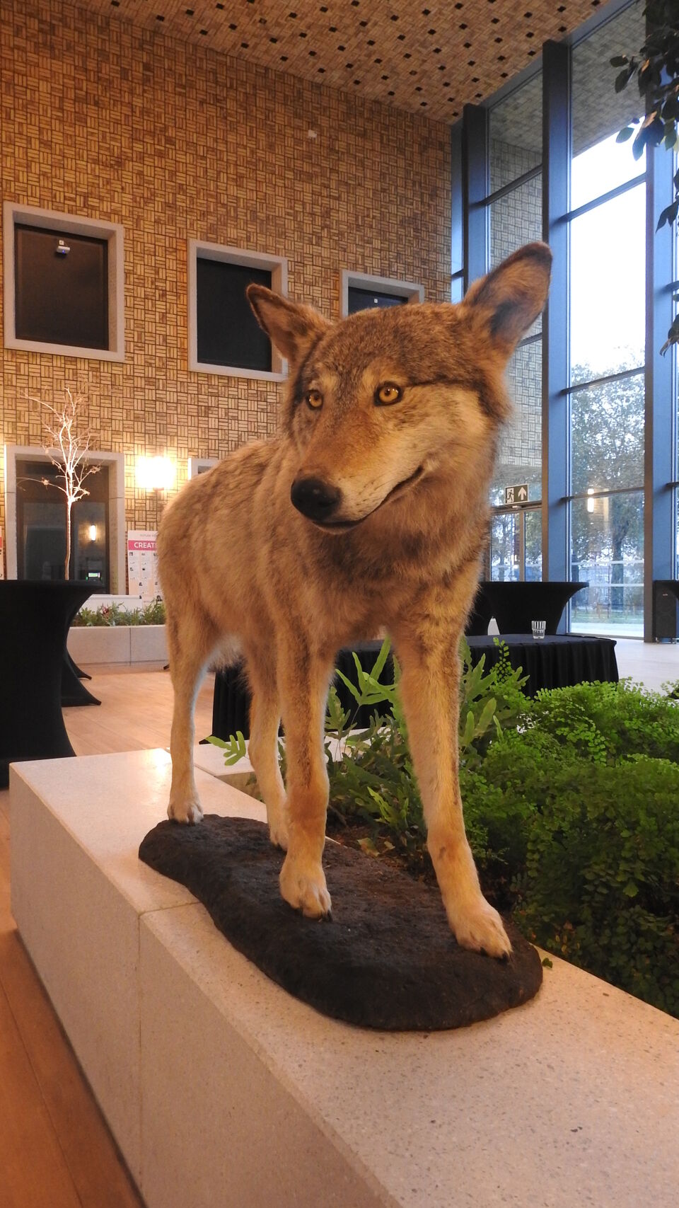 Opgezette wolf Roger voor het eerst getoond aan het publiek | VRT NWS ...