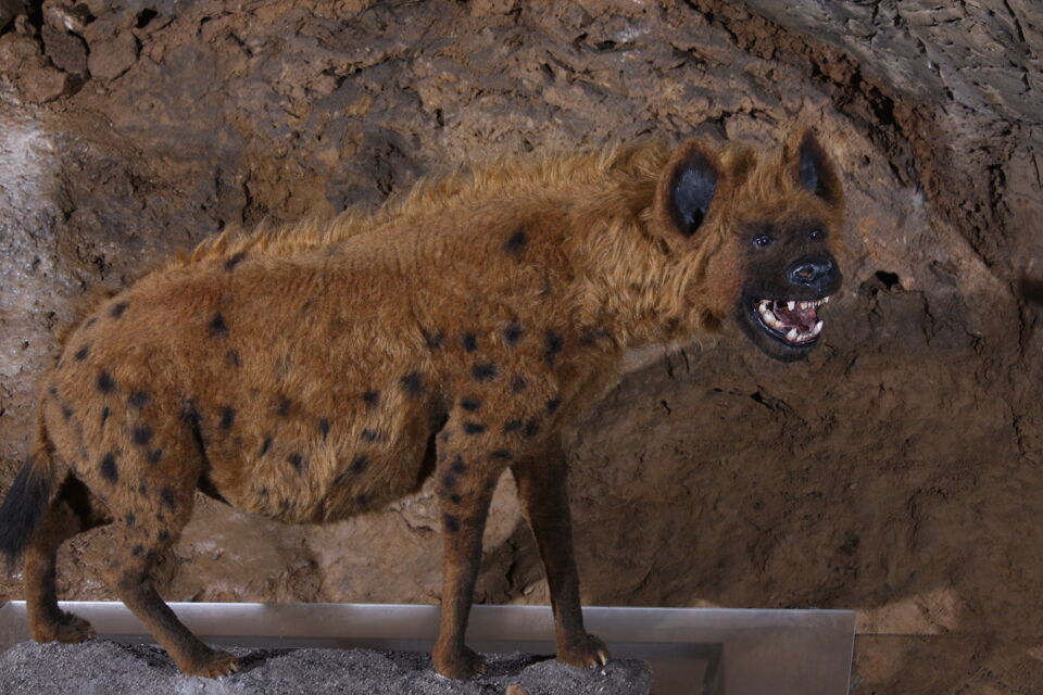 Stress is zichtbaar in beenderen grottenhyena dankzij speciale ...