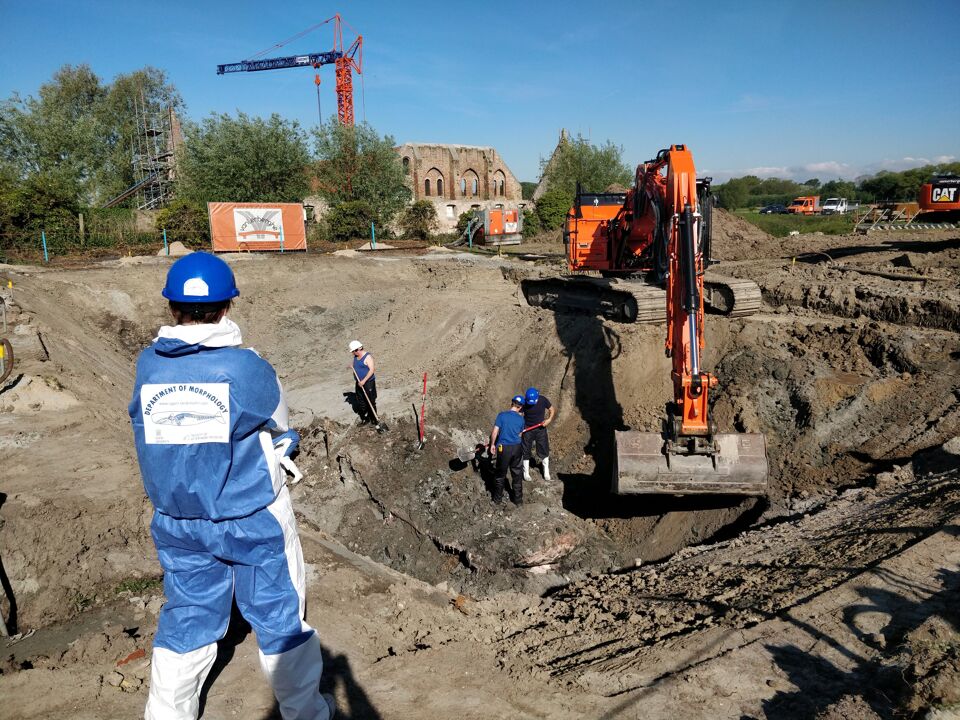 Potvis Valentijn wordt na 30 jaar opgegraven: "De geur is nog altijd ...
