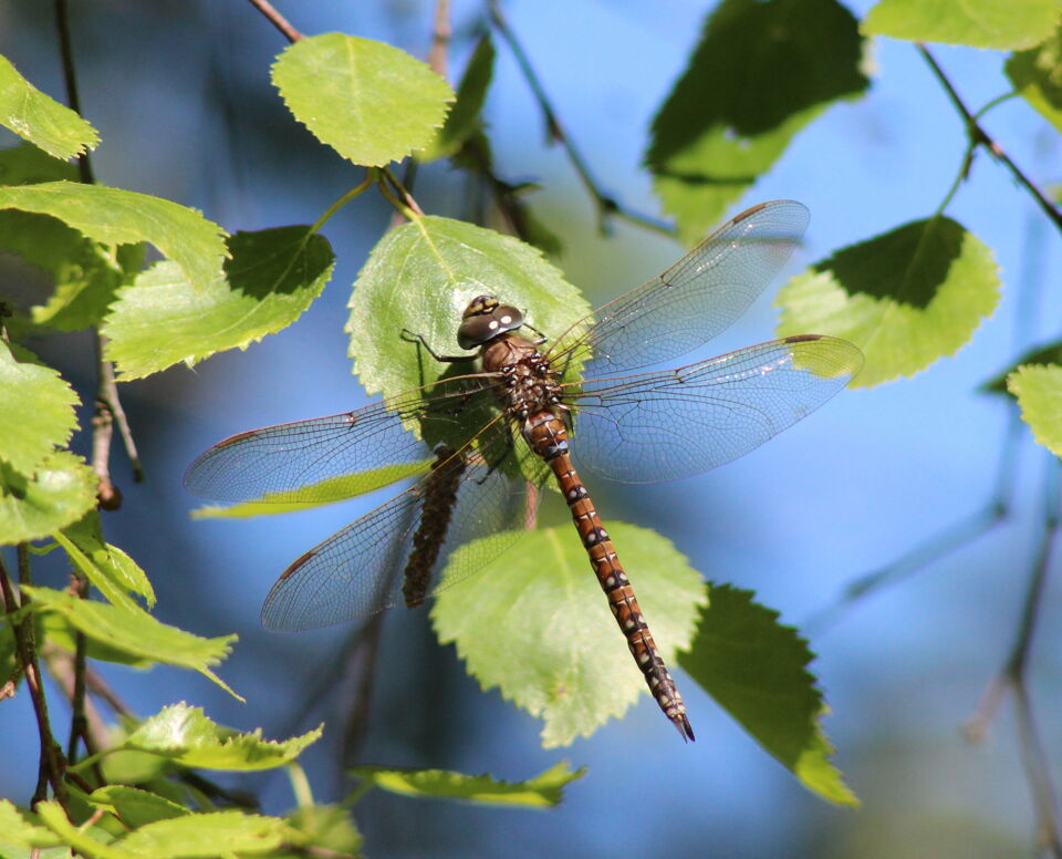 Libellen eten elke zomer duizenden muggen | VRT NWS: nieuws