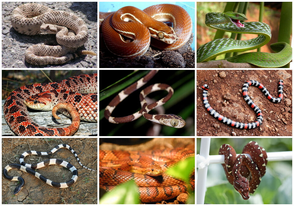 Moderne slangen stammen allemaal af van enkele overlevers van de ...
