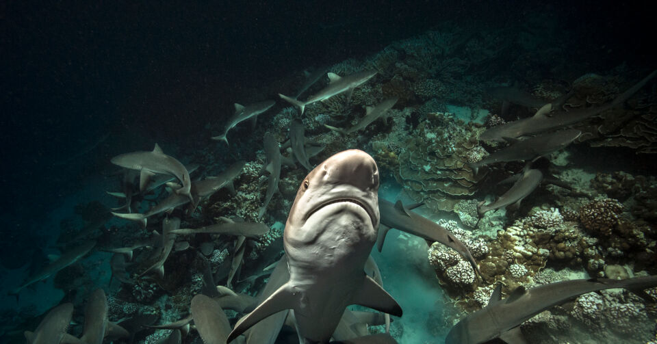 700 sharks | VRT MAX