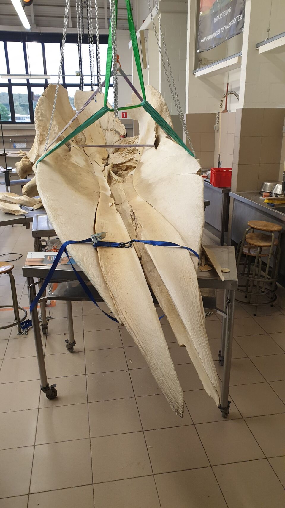 Wetenschappers UGent steken skelet van potvis Valentijn weer in elkaar ...