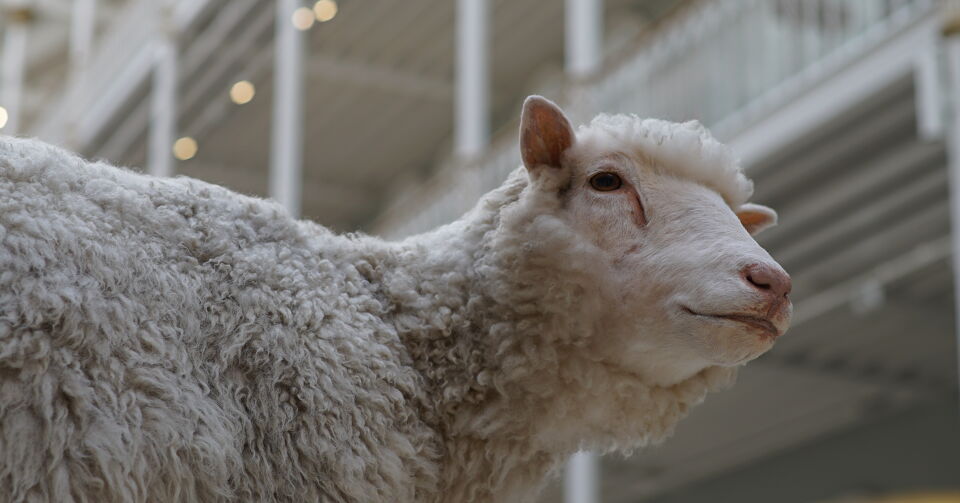 Dolly: the sheep that changed the world | VRT MAX