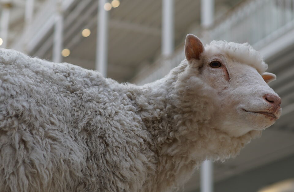 Dolly: the sheep that changed the world | VRT MAX