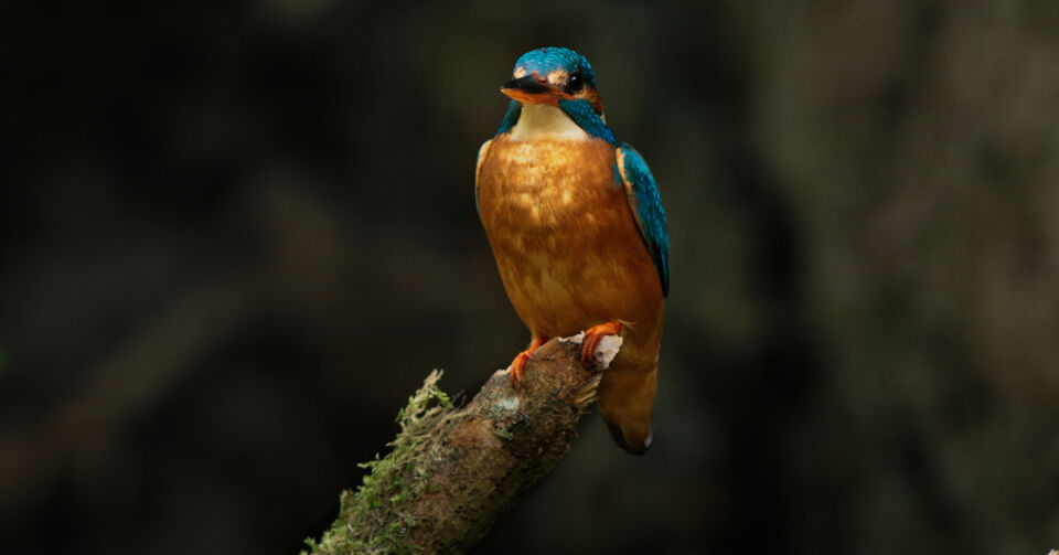 Onze natuur | VRT MAX