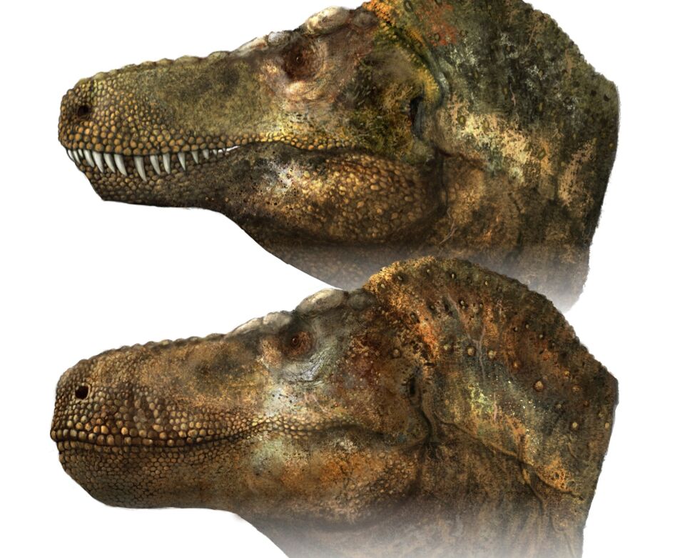 T. rex had lippen die zijn tanden bedekten: "We moeten weg van het ...