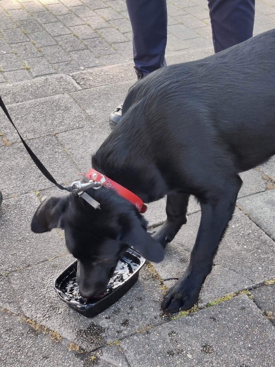 Politie Sint-Niklaas bevrijdt hond uit hete wagen: Politie Sint-Niklaas bevrijdt hond uit hete wagen: