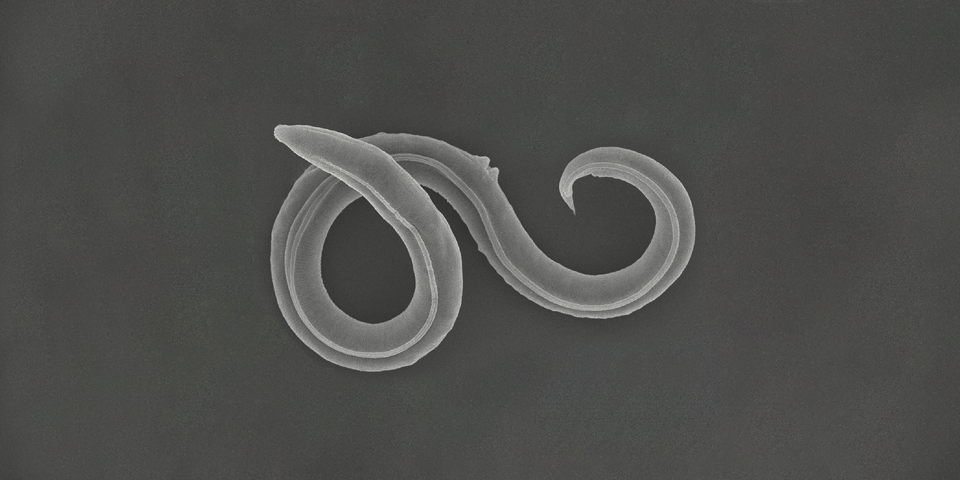 Nematode overleeft 46.000 jaar in de permafrost dankzij speciaal ...