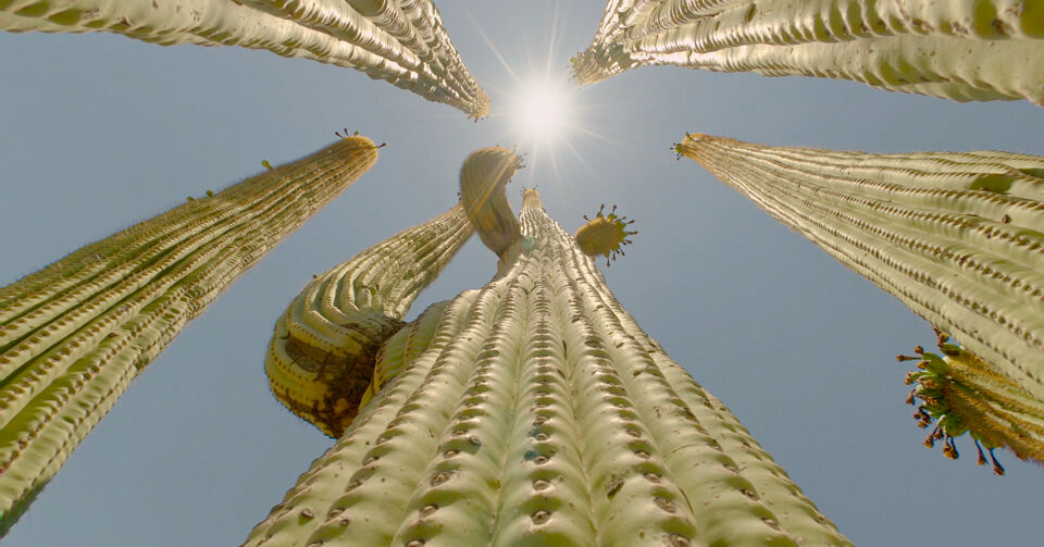 Cactus hotel | VRT MAX