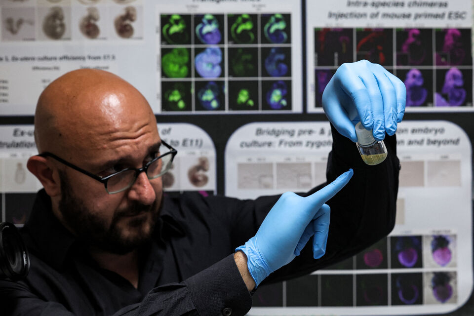 Wetenschappers bouwen model van menselijk embryo zonder sperma of ...