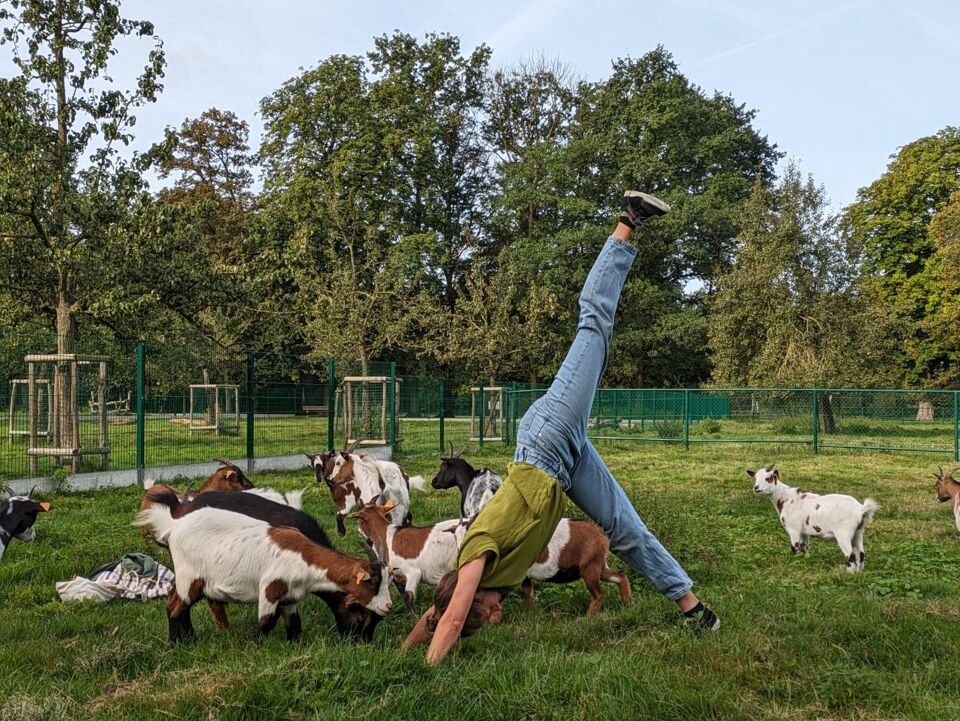 Ontstressen met geitenyoga in Hasselt: "Geitjes hebben een kalmerend ...