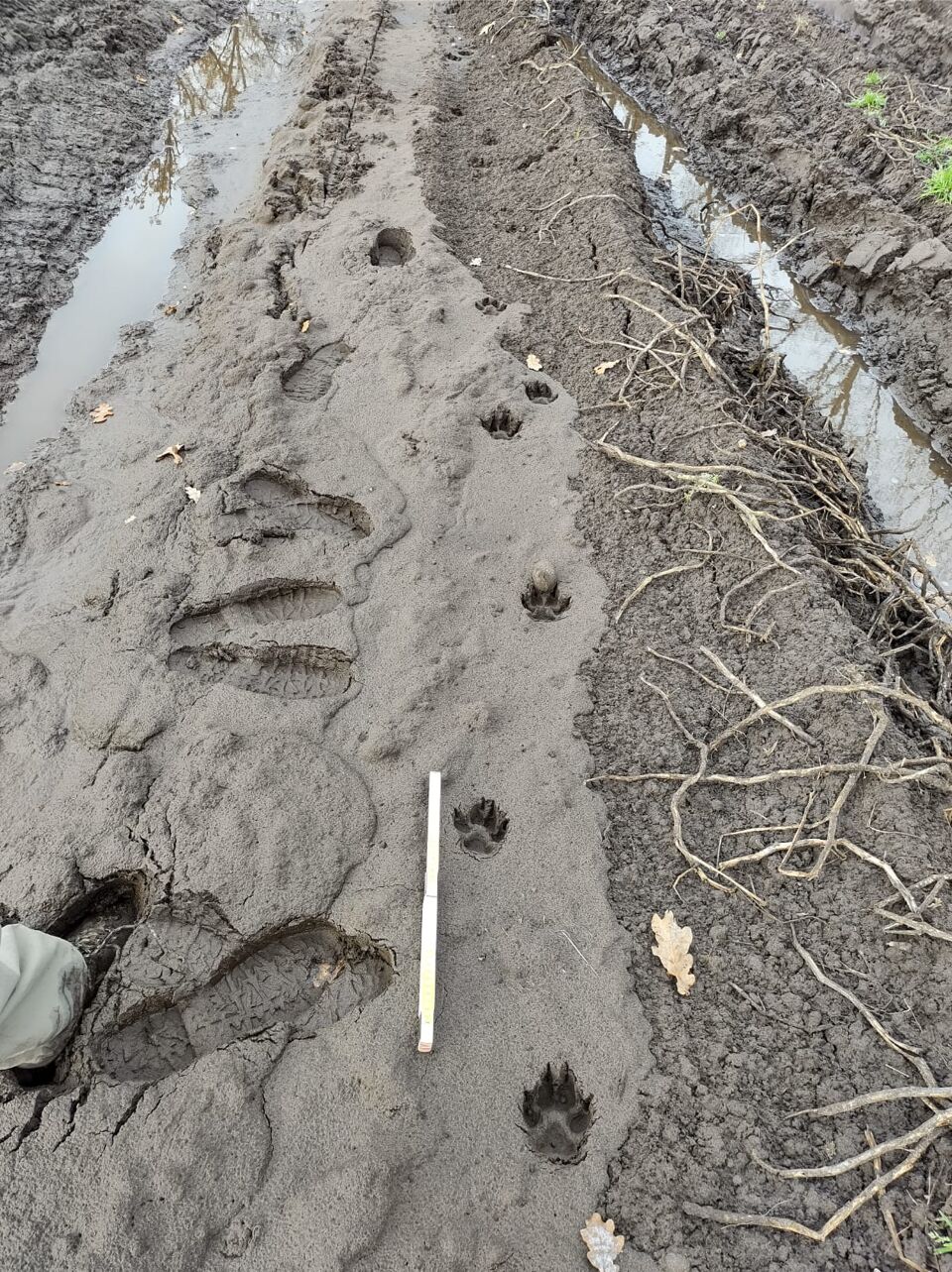 Wolf gespot in Geel: schaap doodgebeten en wolf zelf bijna verdronken ...