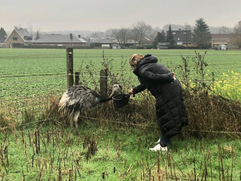 Ontsnapte loopvogel na een dag herenigd met baasje in Bierbeek: "Ik kon ...