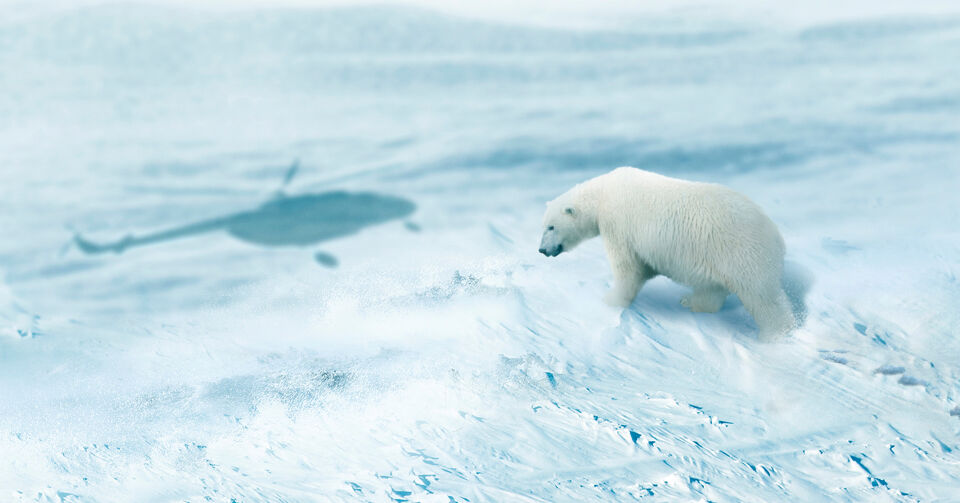 Arctic from above | VRT MAX