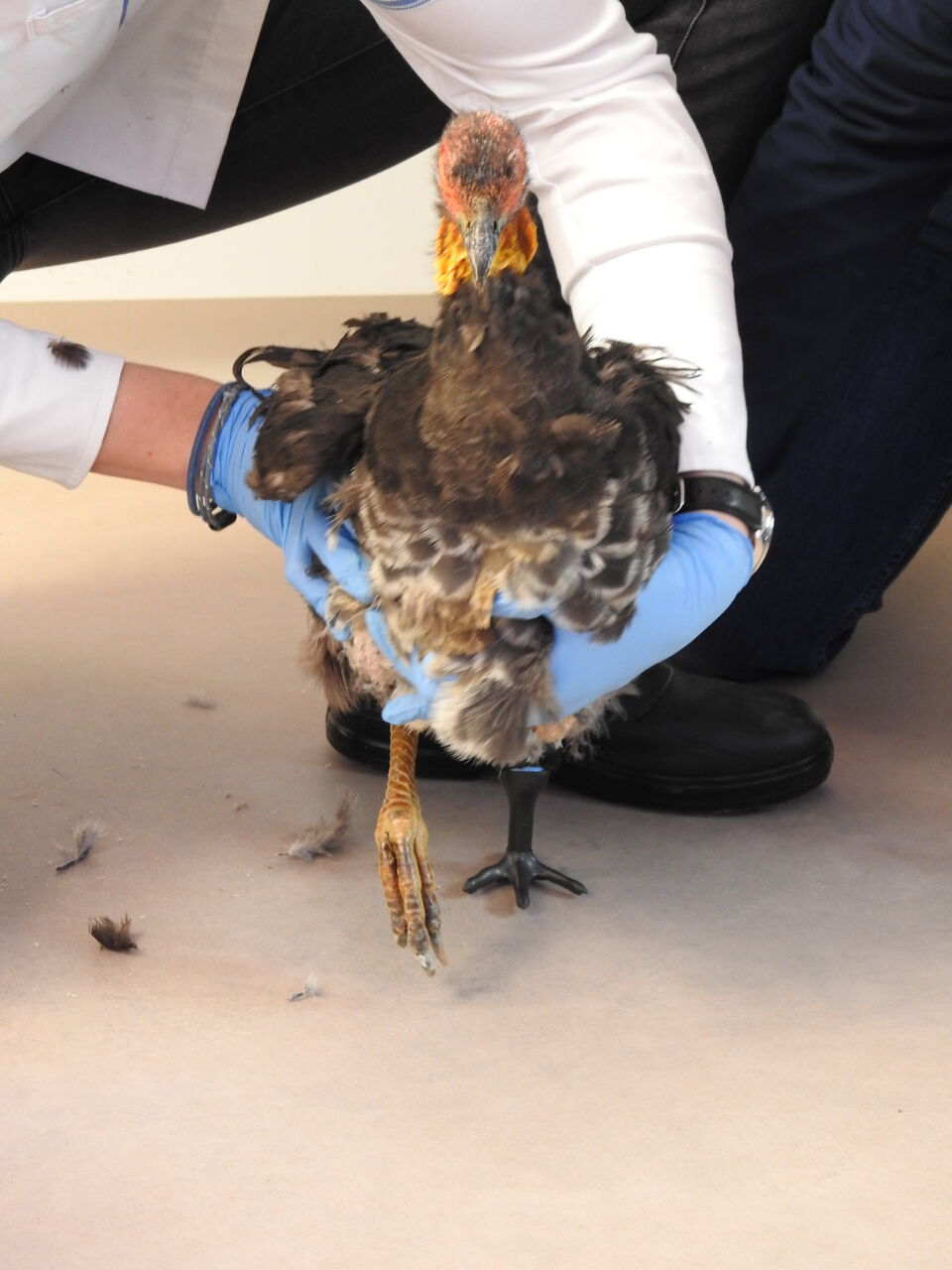 Boskalkoen Tagliatelle krijgt bijzondere prothese in dierenpark Pairi ...