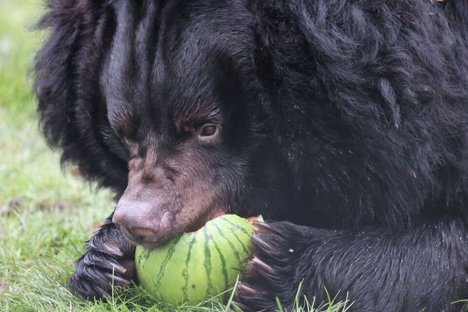 Oekraïense beer Yampil uit het Natuurhulpcentrum in Oudsbergen goed ...