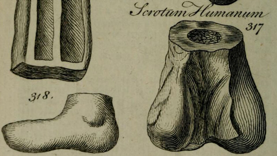 Eerste dinosaurus werd precies 200 jaar geleden beschreven: hoe "scrotum humanum" uiteindelijk ...