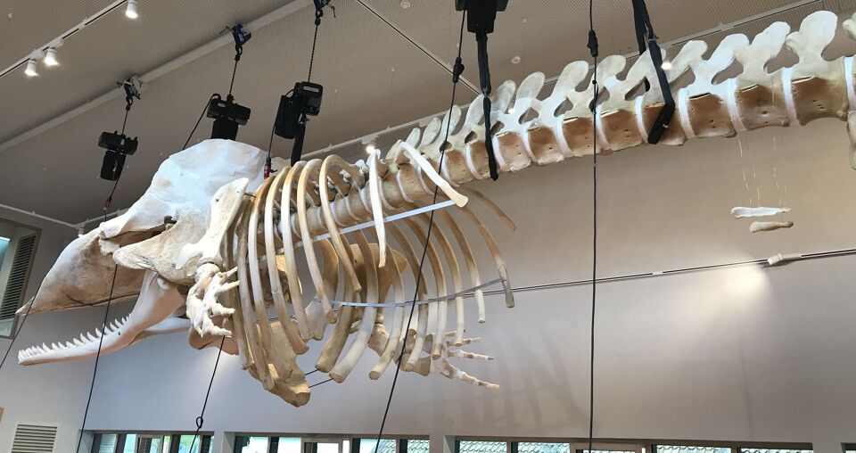 Potvis Valentijn hangt na 35 jaar in Nationaal Visserijmuseum ...