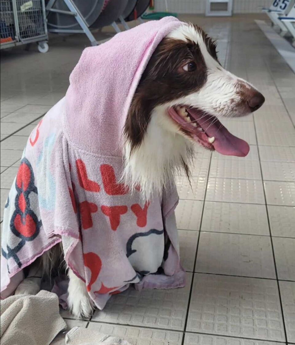 130 honden nemen frisse duik in zwembad Park van Merksem vlak voor ...