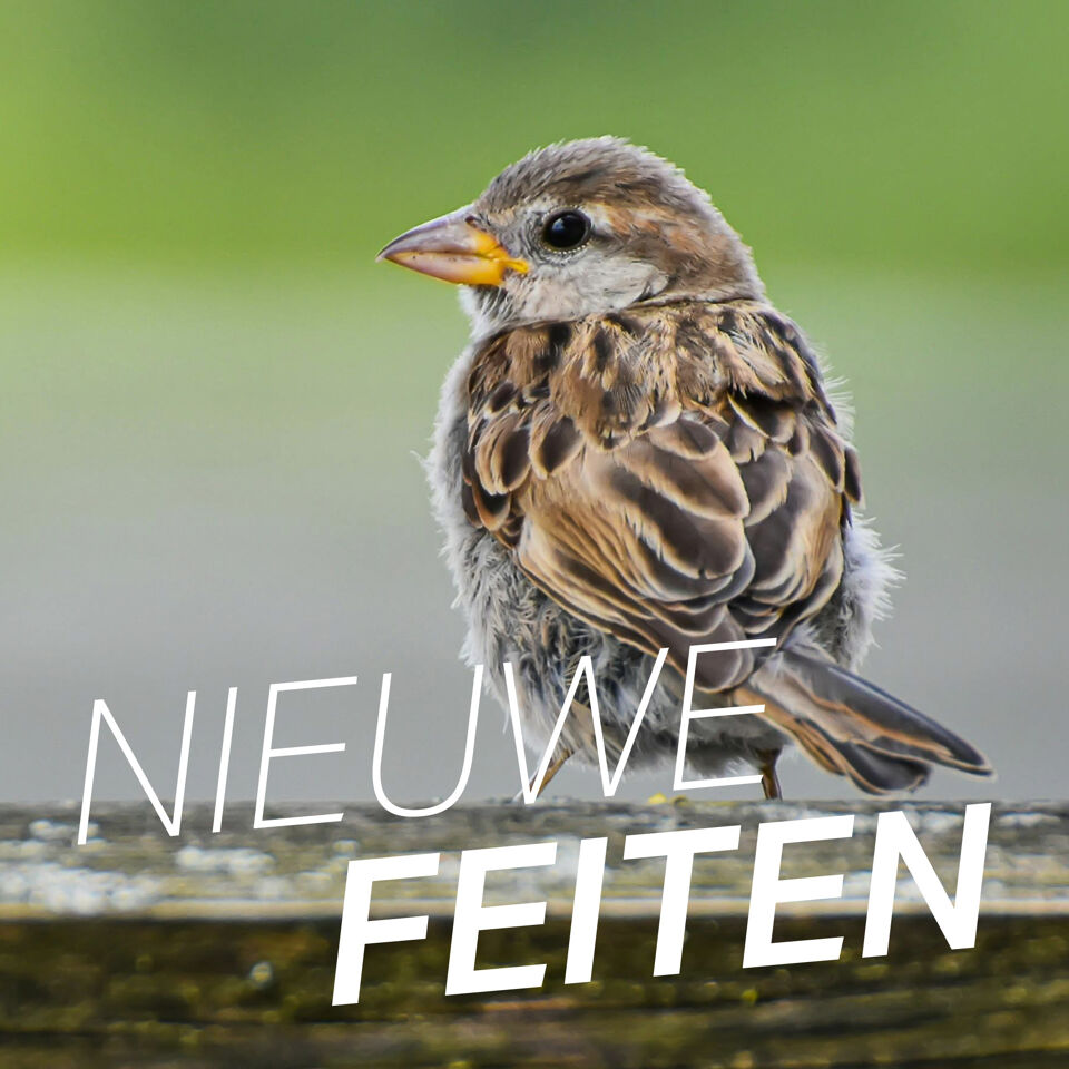Nieuwe Feiten podcast | VRT MAX