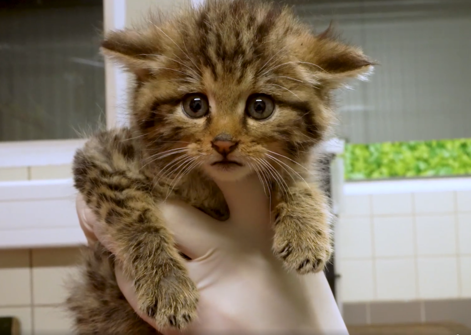 Problemen bij het installeren van itsme? Zo los je ze op | VRT NWS: nieuws