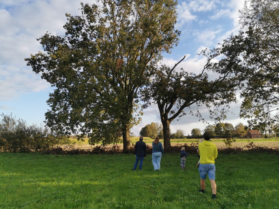 Mooiste boom van Mechelen zijn er eigenlijk 2: "Grootvader plantte twee ...