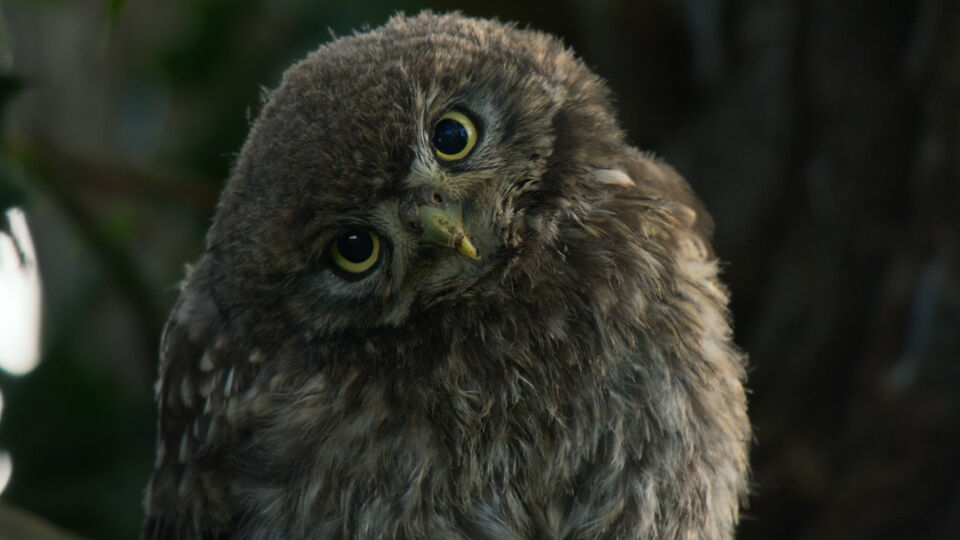 Onze natuur - Aflevering 7 (Seizoen 1) | VRT MAX