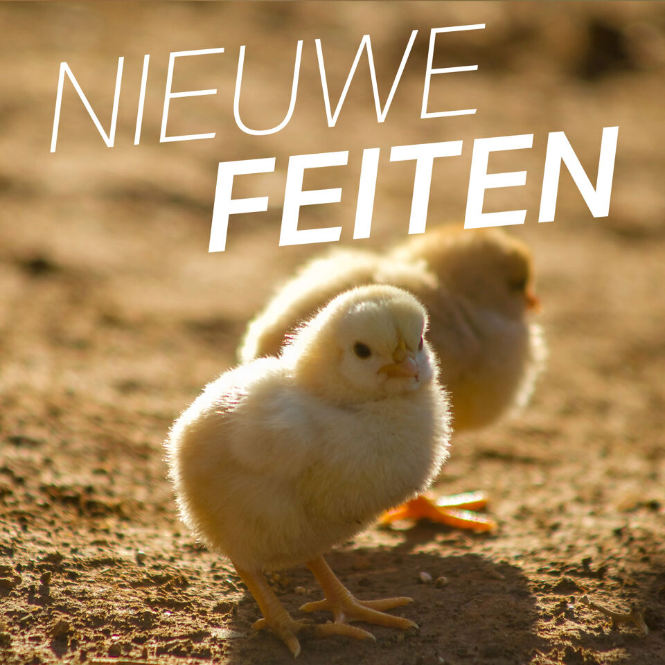 Joeri Cortens zoekt slangen in Vlaanderen - Nieuwe Feiten [Podcast ... Joeri Cortens zoekt slangen in Vlaanderen - Nieuwe Feiten [Podcast ...
