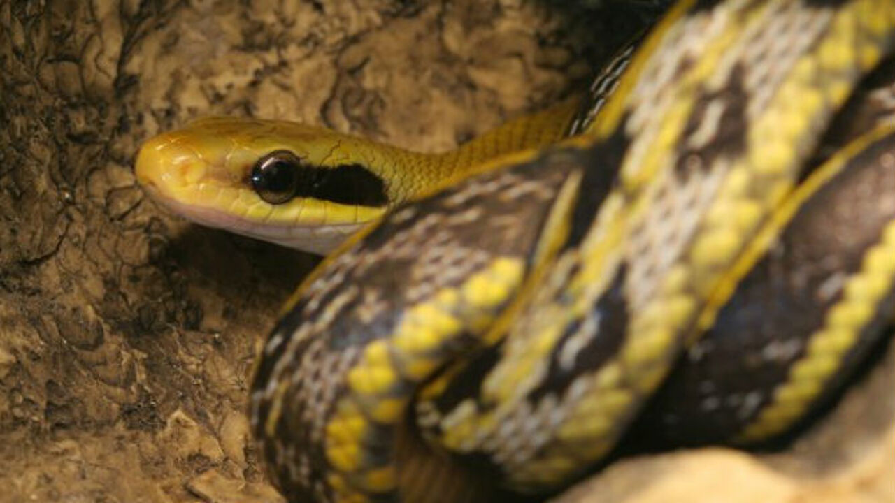 Taiwanese rattenslang plant zich voort in Vlaanderen | VRT NWS: nieuws