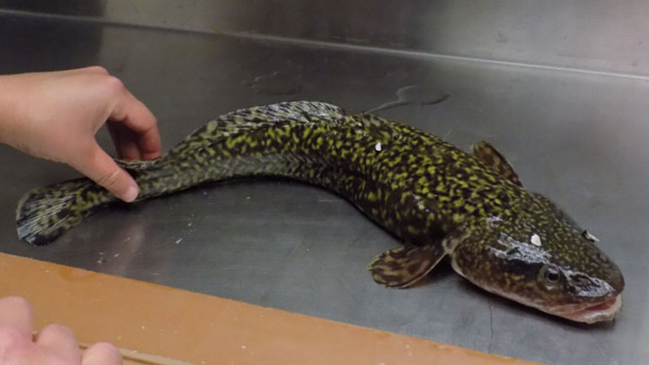 Kan de kwabaal de viskweek een boost geven? | VRT NWS: nieuws