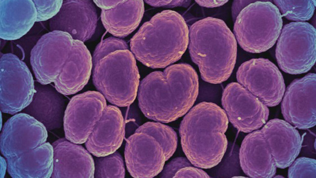 Gonorroe of druiper dreigt onbehandelbaar te worden | VRT NWS: nieuws