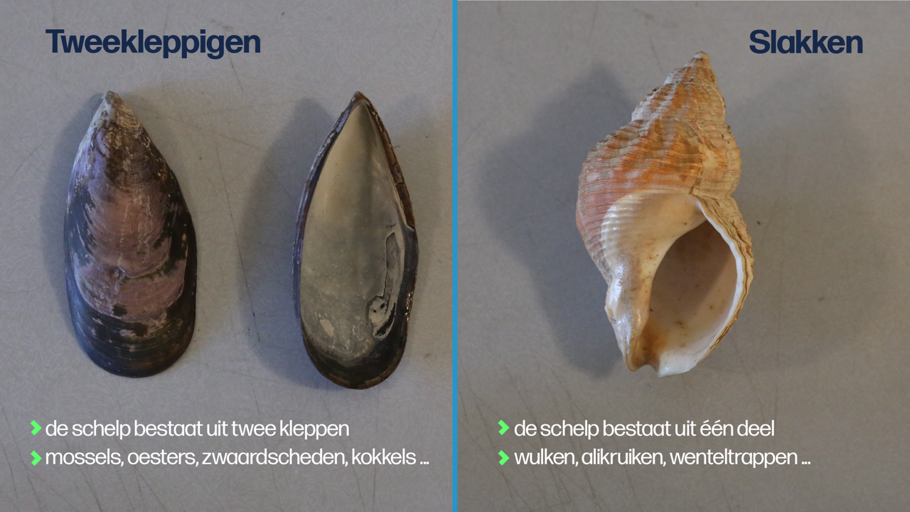Het is vandaag Grote Schelpenteldag: ontdek hier alles wat je moet ...
