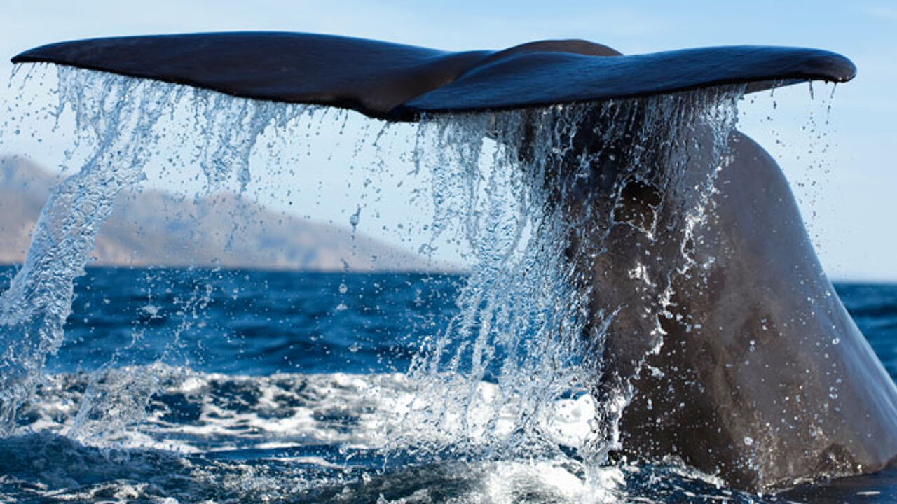 Hoe kan de potvis zo lang zijn adem inhouden? | VRT NWS: nieuws