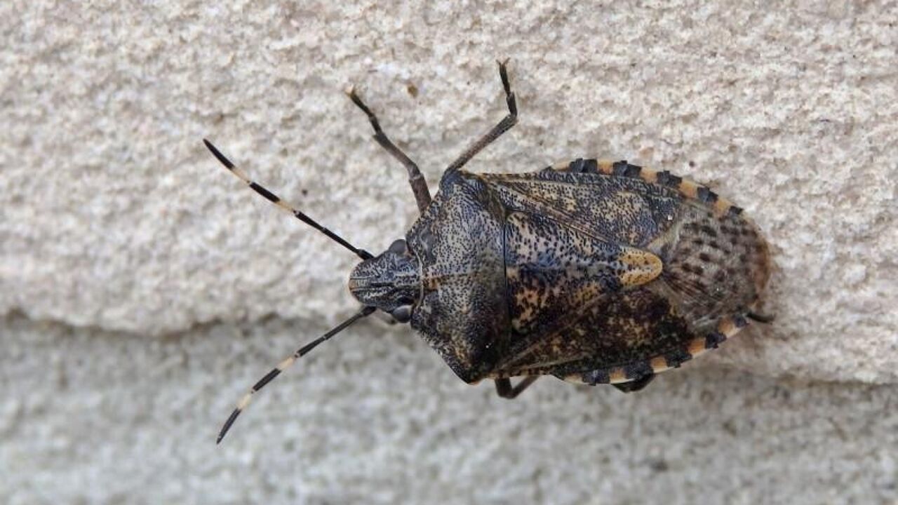 Opvallend veel wantsen in huis | VRT NWS: nieuws