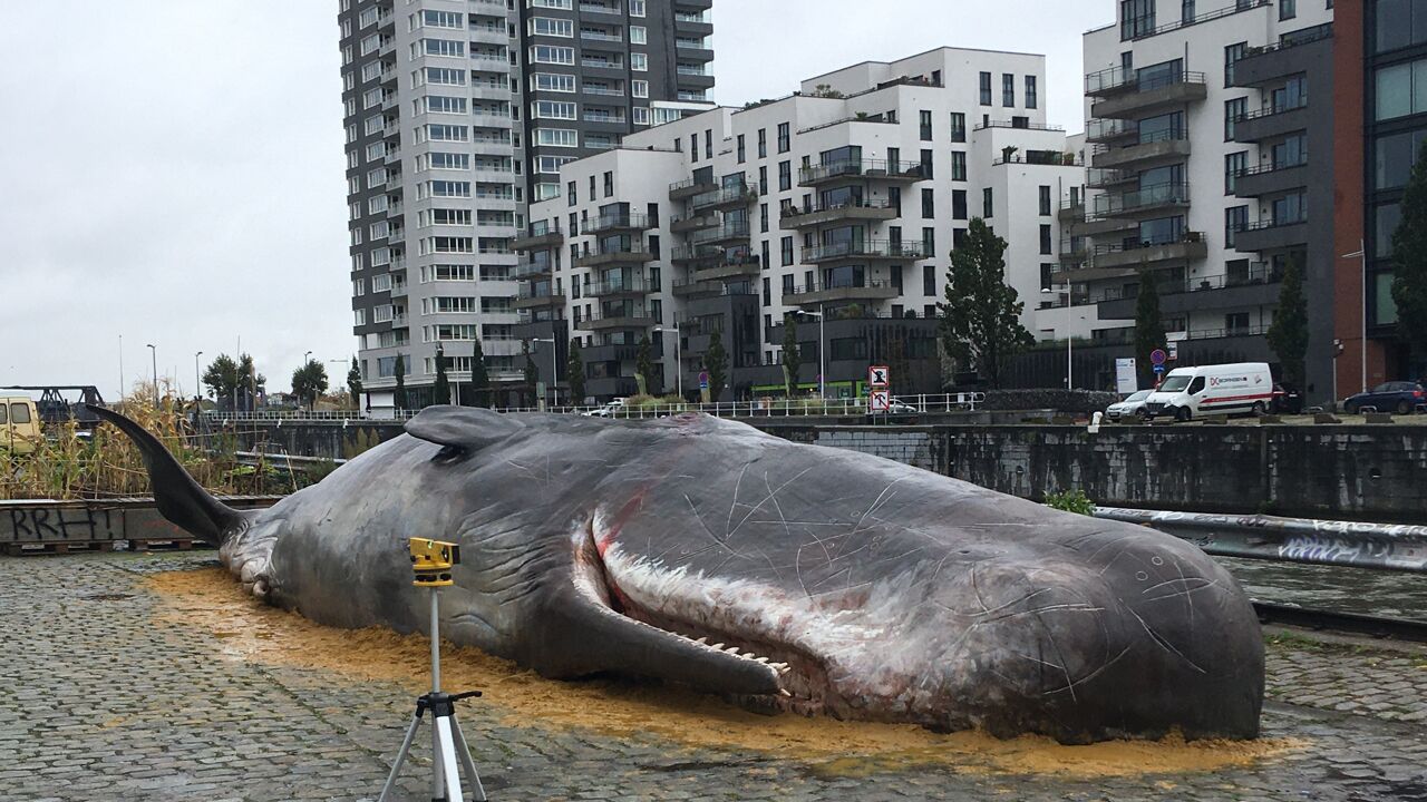 Diergeneeskunde in Merelbeke is klaar met skelet van potvis Valentijn ...
