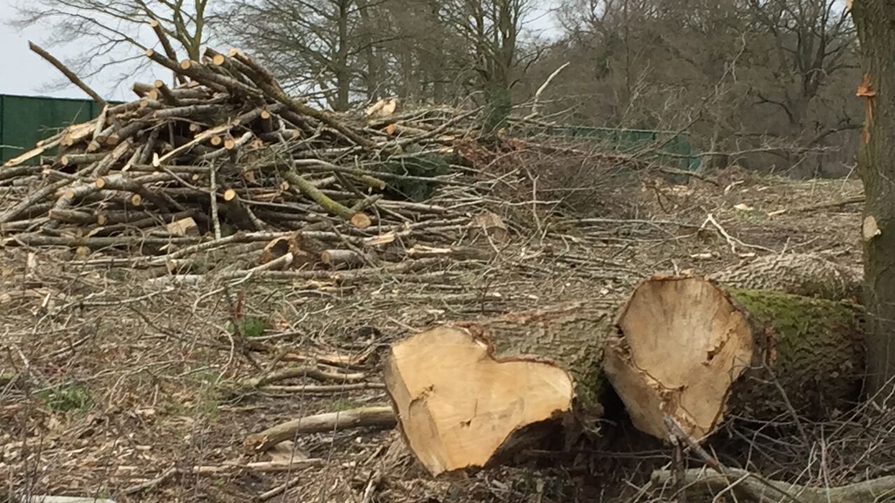 Massaal bomen gekapt in Limburgs kasteelpark : "Ook bomen die niet ...
