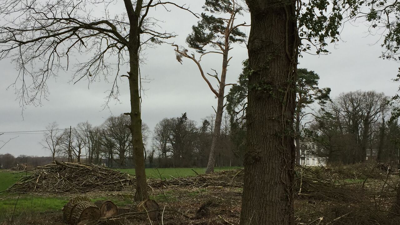 Massaal bomen gekapt in Limburgs kasteelpark : "Ook bomen die niet ...