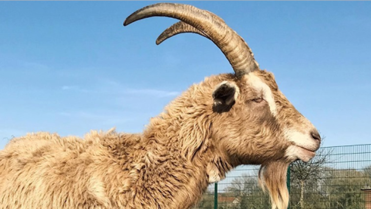 Geitenbok uit dierenasiel verkozen tot dierenburgemeester van Vlaams-Brabant | VRT NWS: nieuws