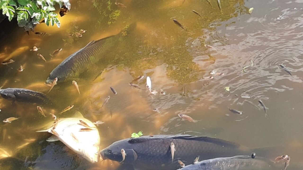 Honderden dode vissen in Brugse ringvaart door vervuild water | VRT NWS ...