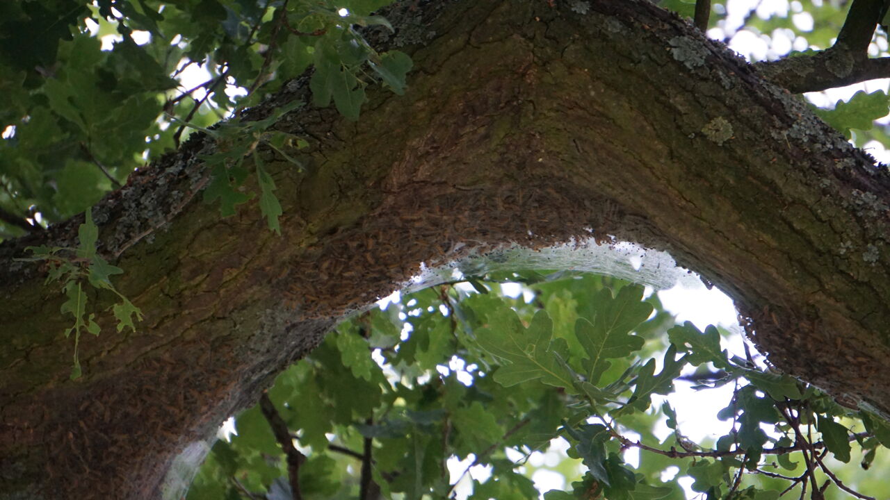 Kale eikenbomen in Bree, maar dat is niet het werk van processierupsen ...