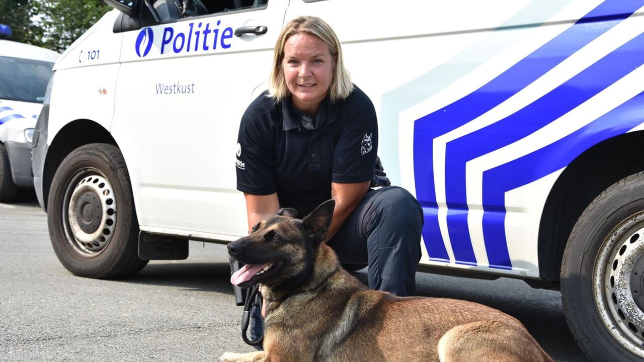 Koksijde brengt alle politiehonden van ons land samen: "Zo'n hond is ...