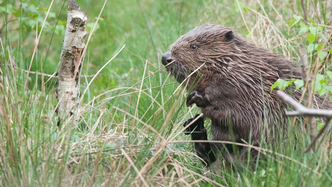 Sporen van bever gevonden aan Noordkasteel in Antwerpen: "Dapper dat ...